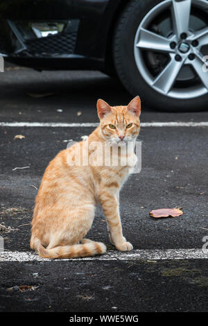 black cat at the parking lot in Greece Stock Photo - Alamy