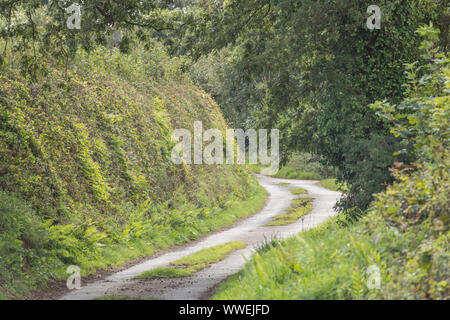 Cornish country lane in sunshine, showing high sided banks which are ...