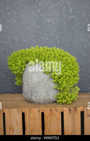 A sedum japonicum 'Tokyo Sun' plant in a container Stock Photo - Alamy