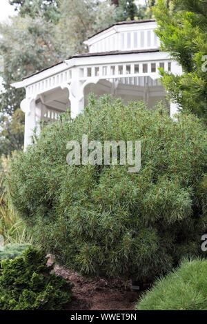 Pinus strobus 'Mini Twists' Stock Photo - Alamy