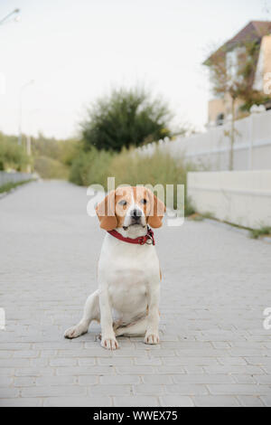 popular pet beagle dog looking forward Stock Photo - Alamy