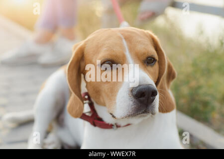 popular pet beagle dog looking forward Stock Photo - Alamy