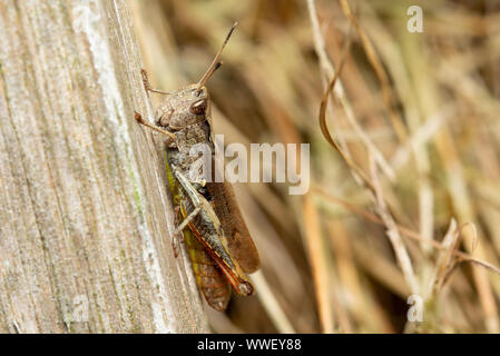 rufous grasshopper (Gomphocerus rufus, Gomphocerippus rufus), portrait ...