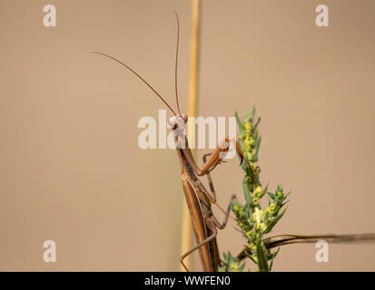 Brown Praying Mantis (Mantodea) Colorado, USA Stock Photo - Alamy