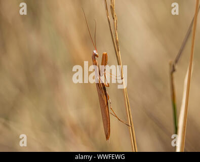 Brown Praying Mantis (Mantodea) Colorado, USA Stock Photo - Alamy