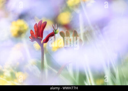 Colorful blooming flowers in Perth botanical garden with its collection ...