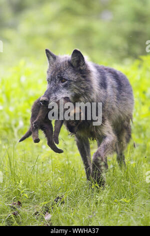 Wolf, Canis lupus, puppies, Timberwolf, Minnesota, USA, cub, cubs ...