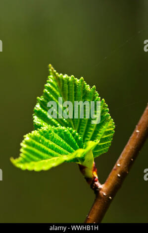 Elm tree budding in the spring Ulmus laevis Stock Photo - Alamy