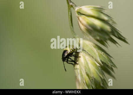 Larvae of the green stink bug Stock Photo - Alamy