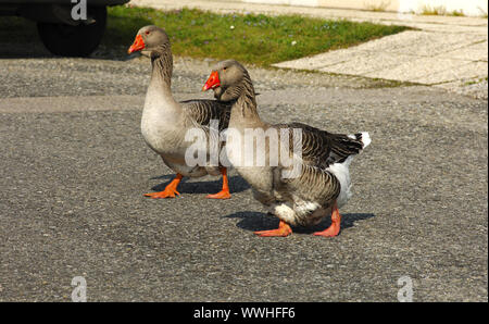 Toulouse goose with dewlap Stock Photo - Alamy