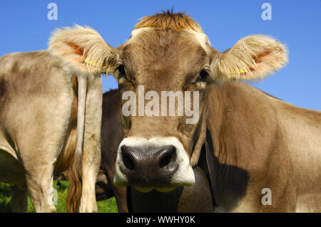 Hornless Swiss Brown cattle with an ear tag and a cow bell, Canton of ...