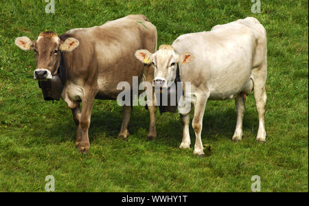Hornless Brown Swiss dairy cows, Switzerland, Europe Stock Photo - Alamy