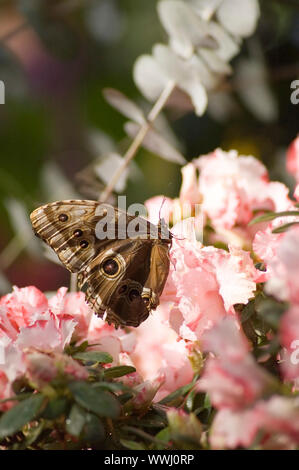 a butterfly eating nectar out of a flower Stock Photo - Alamy