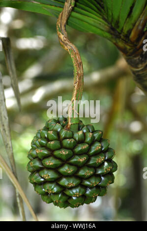 Seed pod of Screw Pine fruit, Pandanus spec., Mauritius Stock Photo - Alamy