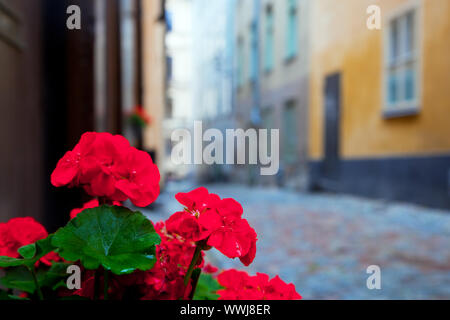 Roses in the old town of Stockholm, Sweden Stock Photo - Alamy