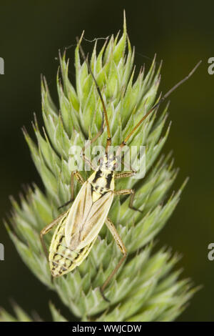 Meadow Plant Bug (Leptopterna dolabrata), Insecta, Keynsham, Bristol ...