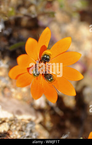 Beetle daisy, Gorteria diffusa, Springbok, Namaqualand, South Africa ...