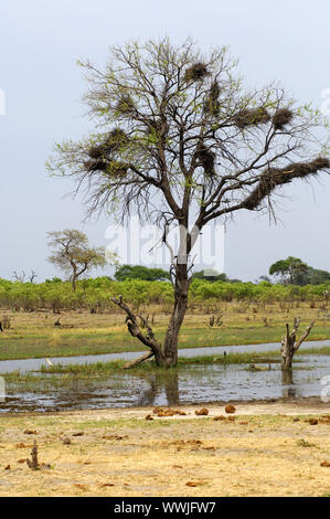 Leadwood tree (Combretum imberbe) in a bushveld setting Sabi Sand Game ...