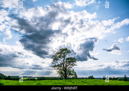single large tree in the middle of green meadow pasture in country ...