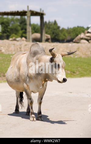 Close-up view of a zebu in the zoo Stock Photo - Alamy