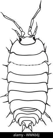 Roly poly woodlouse porcellio scaber woodruff contour outline line icon ...