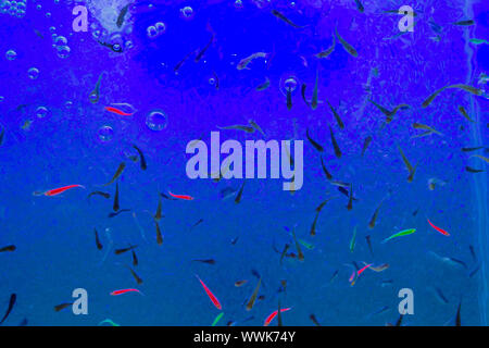 Fish Garra rufa swim in the aquarium in the summer Stock Photo - Alamy