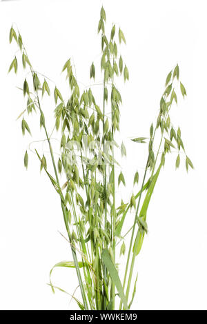 Oat (Avena) on white background Stock Photo - Alamy