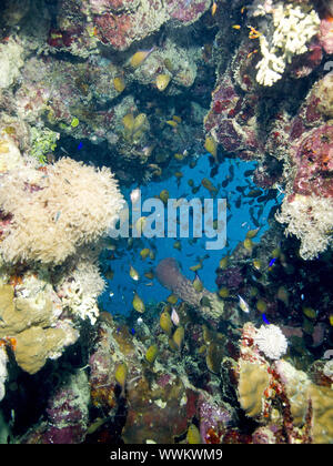 Sweepers (Pempheris vanicolensis Stock Photo - Alamy