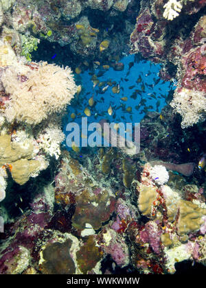 Sweepers (Pempheris vanicolensis Stock Photo - Alamy