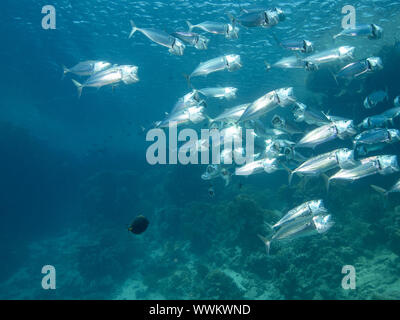 Striped mackerel the Red Sea Stock Photo - Alamy
