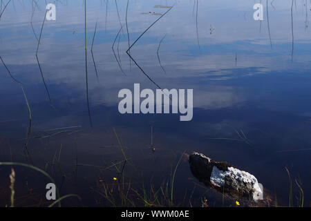 A close up view of a spindly loch grass plant sticking out of the water ...