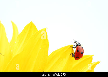 ladybug on sunflower isolated white background Stock Photo - Alamy
