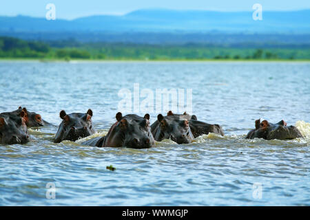 Naivasha hippos and family. Kenya, Africa Stock Photo - Alamy