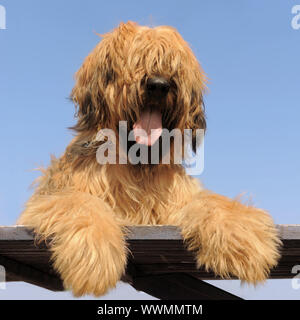 portrait of a purebred french sheepdog briard Stock Photo - Alamy