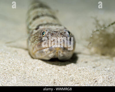 Atlantic lizardfish, Synodus saurus Stock Photo - Alamy