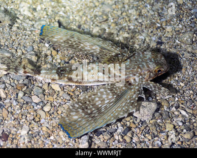 Flying Gurnard, Malta / (Dactylopterus volitans Stock Photo - Alamy