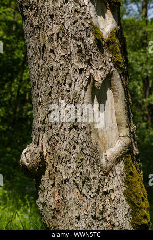 Old scar of a tree branch Stock Photo - Alamy