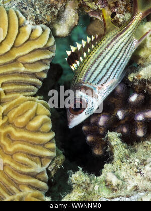 Fish of the Red sea. Neoniphon sammara Stock Photo - Alamy