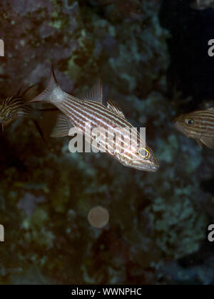 Large-toothed Cardinalfish (Cheilodipterus macrodon) adult male, close ...