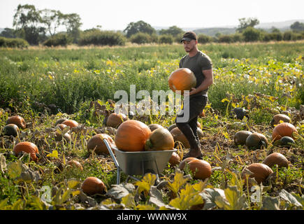 Farmer Tom Hoggard harvests pumpkins at Howe Bridge Farm in Yorkshire ...