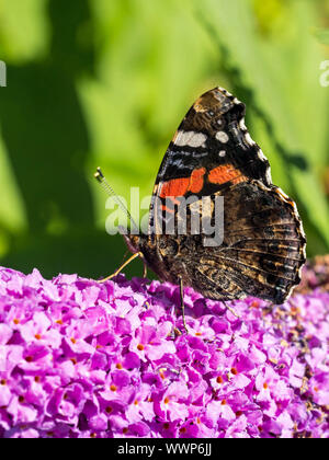 Red admiral (Vanessa atalanta, Pyrameis atalanta), on a thistle blossom ...