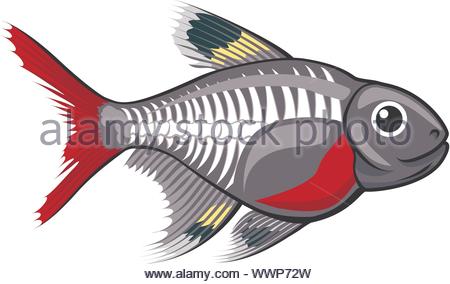 X-ray tetra, X-ray fish, pristella (Pristella maxillaris, Pristella ...