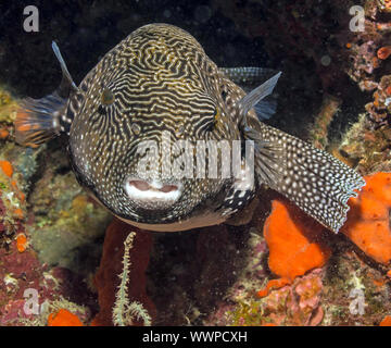 Map pufferfish (Arothron mappa) underwater in the tropical coral reef ...