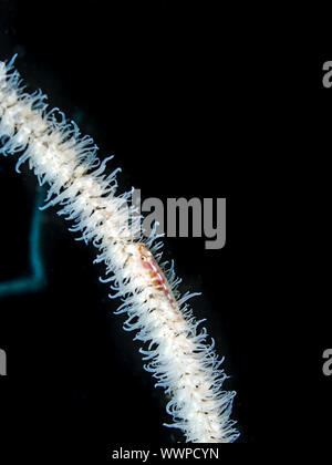 Whip Coral Dwarf Goby Bryaninops yongei on a Whip Coral Cirrhipathes sp ...