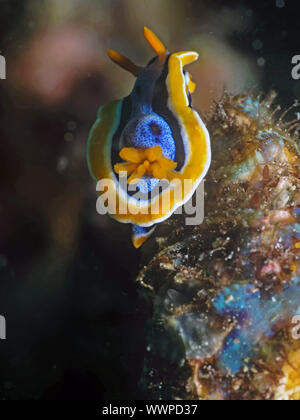 colourful nudibranch (Chromodoris annae Stock Photo - Alamy