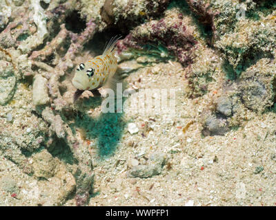 Partner goby, spotted prawn goby (Amblyeleotris guttata), Other animals ...