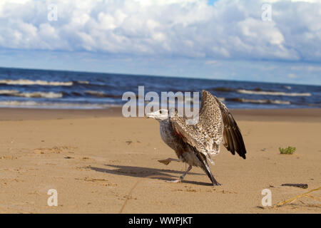 seagull dies in a trap from the thrown line Stock Photo - Alamy