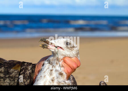 Seagull dies in a trap from the thrown line Stock Photo - Alamy