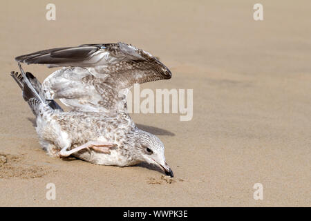 seagull dies in a trap from the thrown line Stock Photo - Alamy