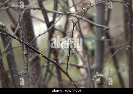 Red poll (linnet Acanthis) fledgling has left nest in early spring when ...